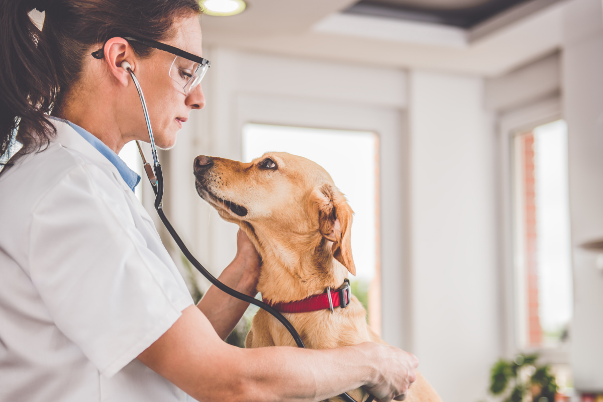 Oncology Teleconsulting for Vet Clinics | Pet Cancer Care Consulting