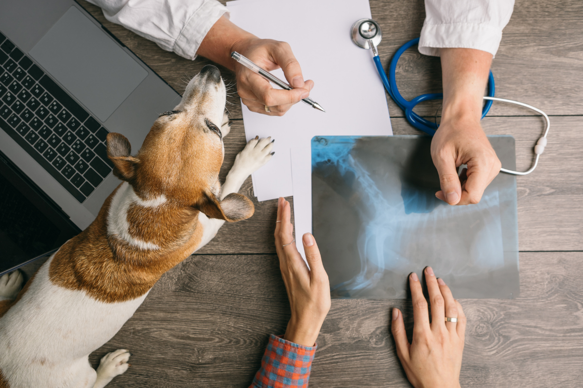 Telehealth for Pet Cancer | Pet Cancer Care Consulting