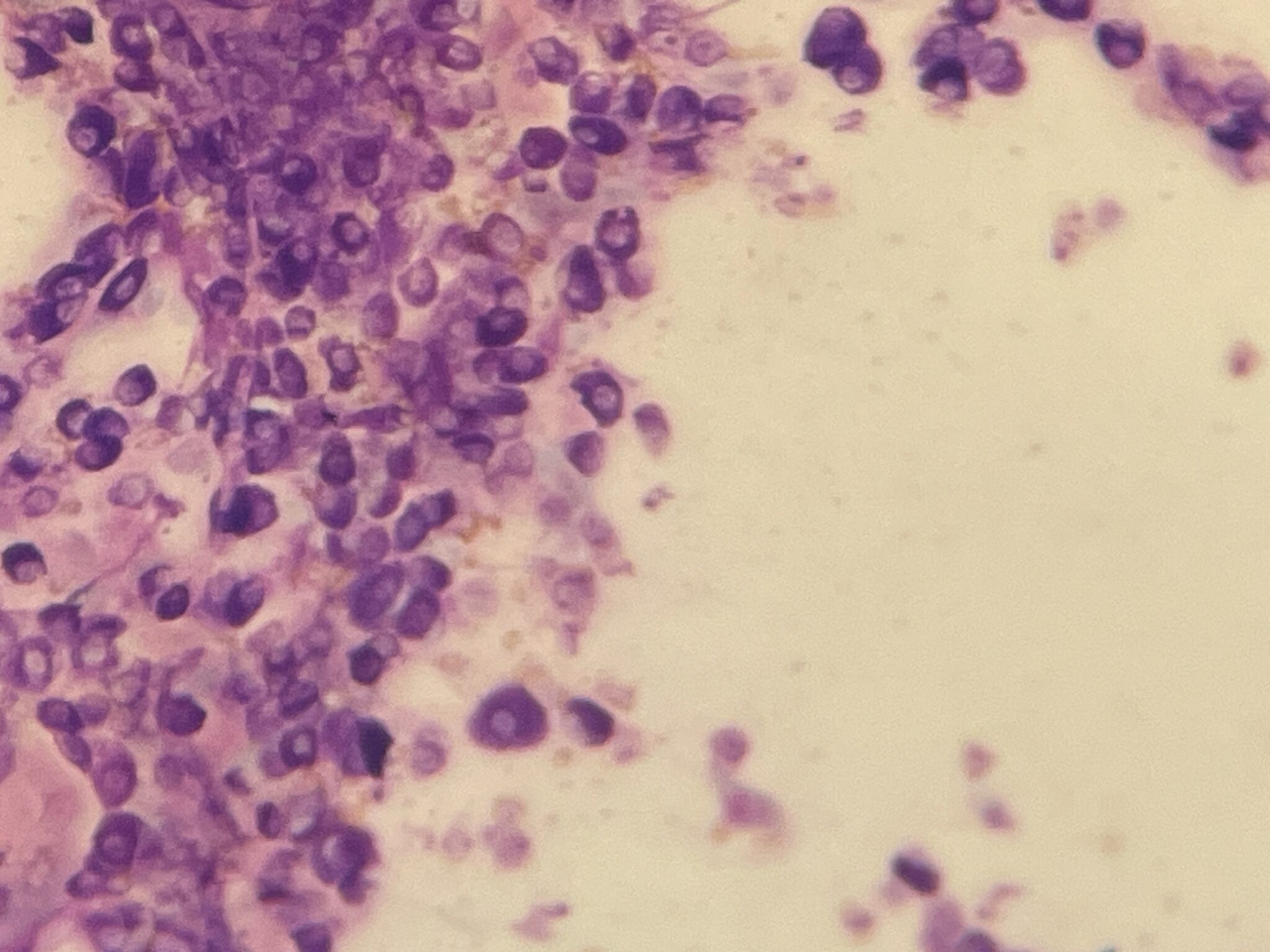 Mast cell tumors: When to worry and when to wait | Pet Cancer Care ...